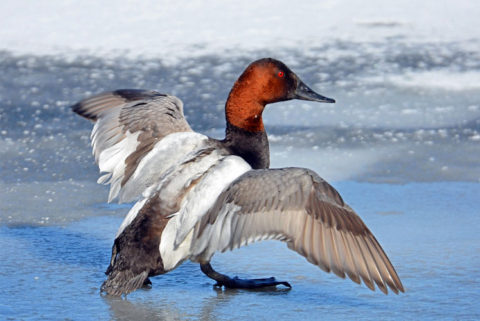 Duck - Duckbusters Guide Service