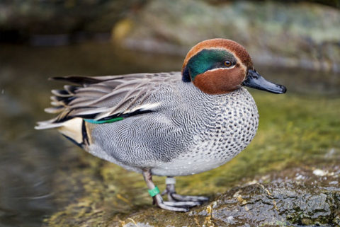 Duck - Duckbusters Guide Service